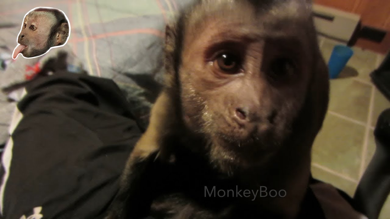 MonkeyBoo Talking and Snuggling At Bed Time - YouTube