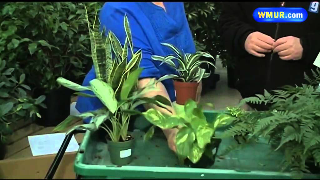 Grow it Green: Plants that clean air - YouTube