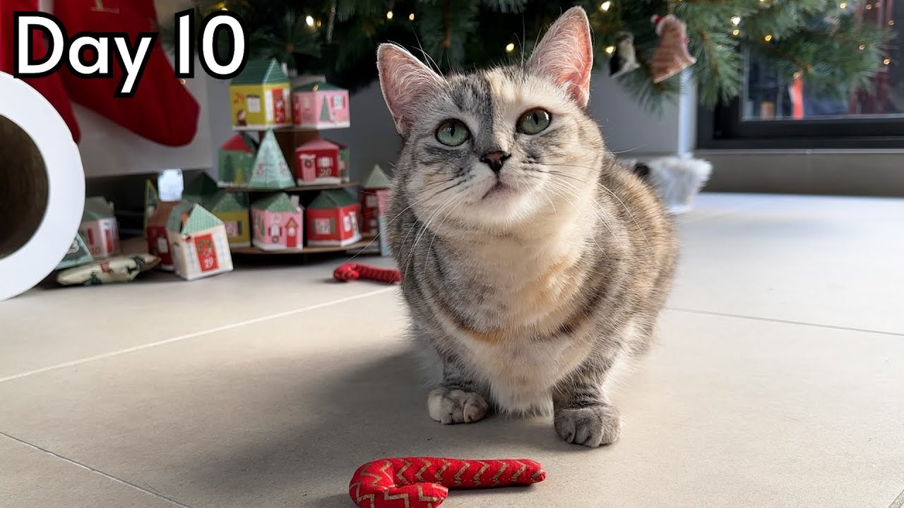Day 10 of our Cat Advent Calendar! We got some special toys - YouTube