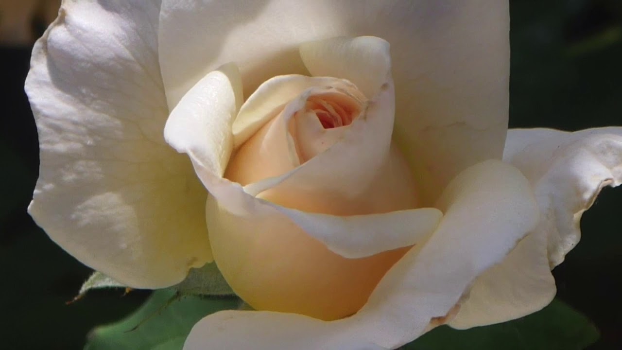 🎵 California rose flower part 33 🎵 - YouTube