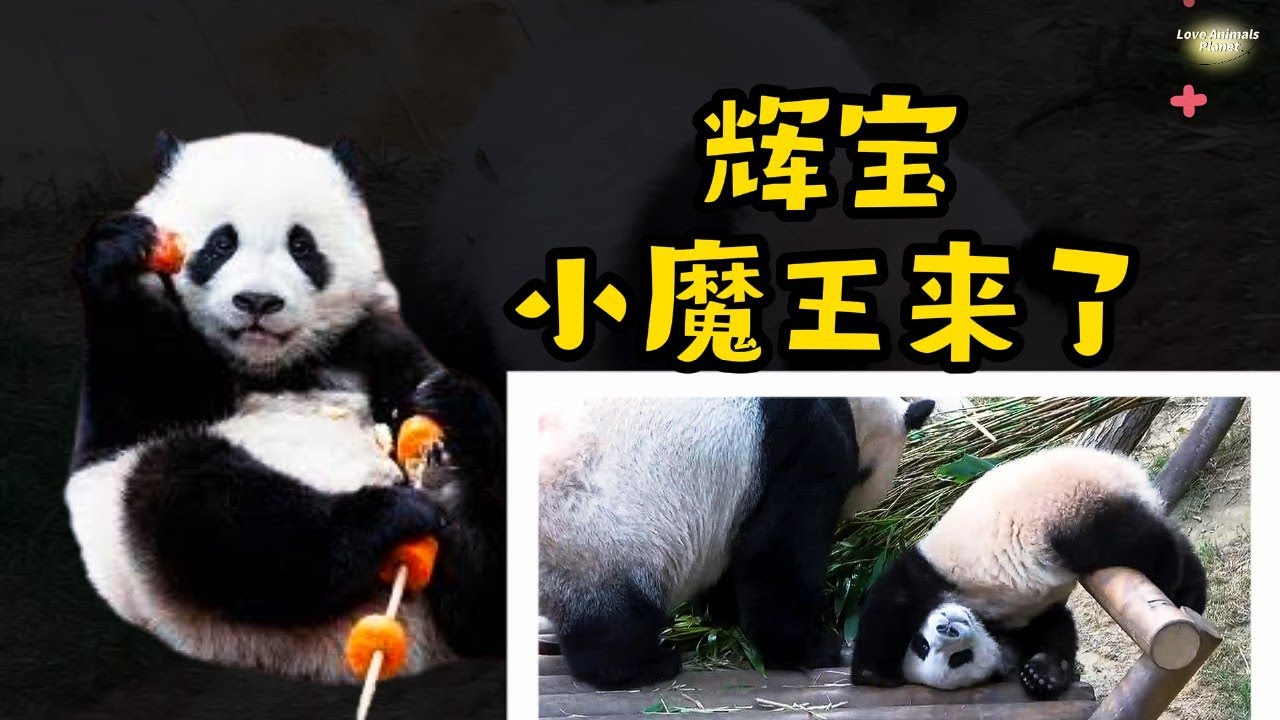 Panda Ai Bao's mealtime and Hui Bao's up to no good again | 妈妈爱宝要干饭时 ...