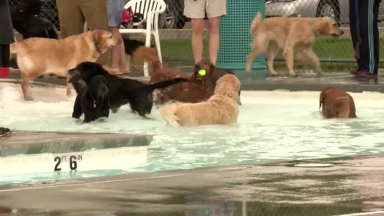 Paws in the Pool marks end to Last Chance Splash's season - YouTube