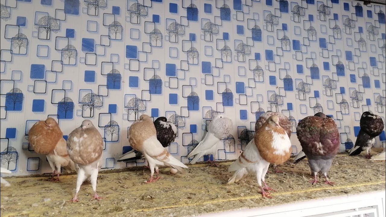 Norwich cropper Pigeon Very Young Birds /#pigeon #pigeonslovers 😍🕊️ ...