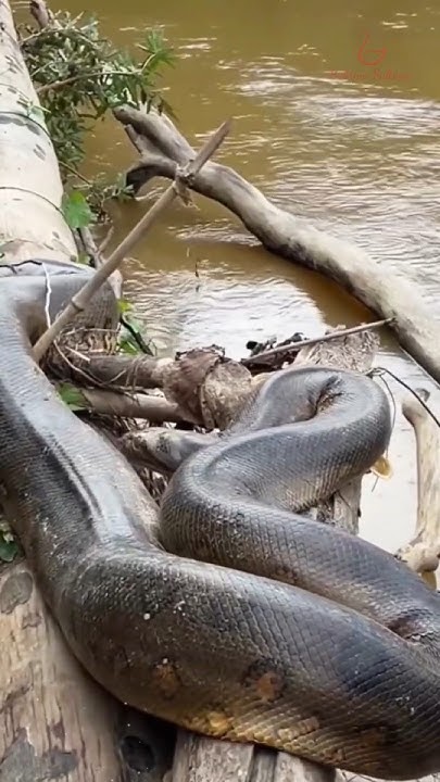 "Amazing sight of pythons! | Nature's Giant" #snakeresque #snake # ...