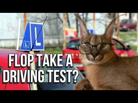 Floppa take a driving test... - YouTube