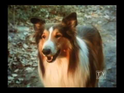 2 Rangers Lassie (Season 15 Eps 22 Walden) - YouTube