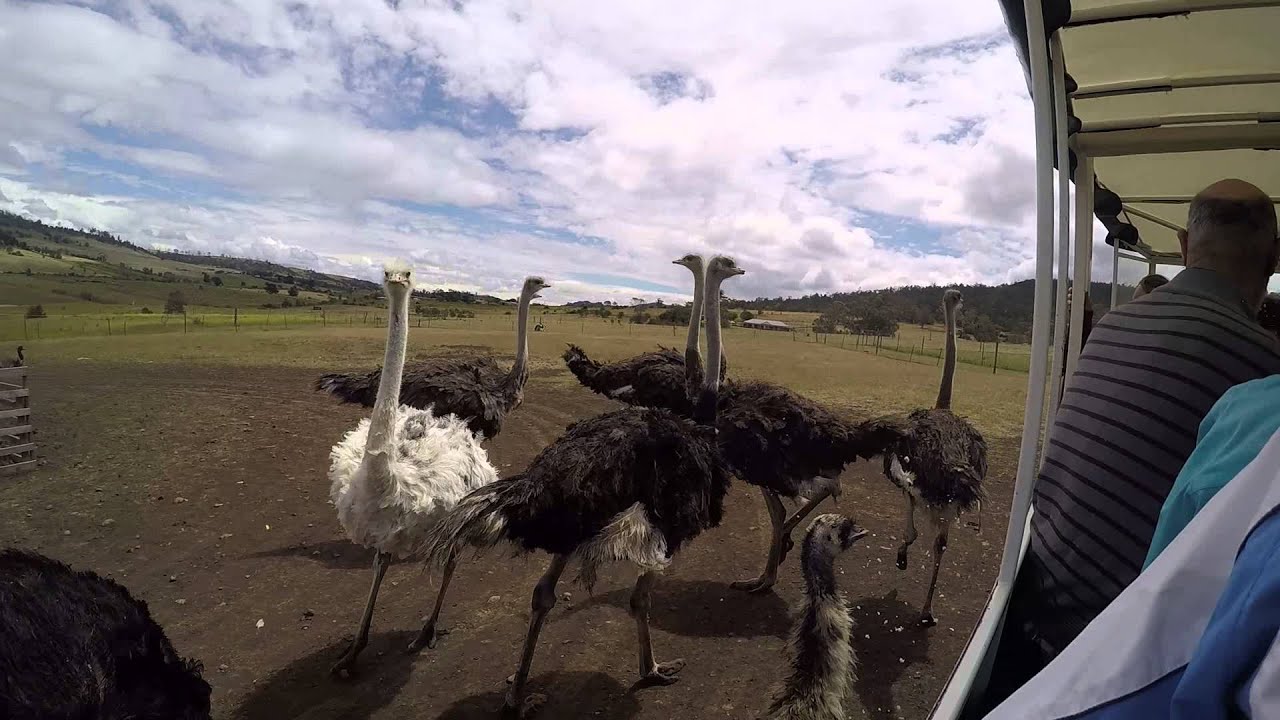 ZOO DOO Tasmania - YouTube