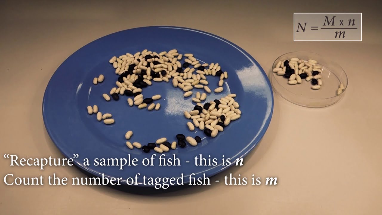 Biology Unit 3: Estimating population size using the Lincoln Index ...