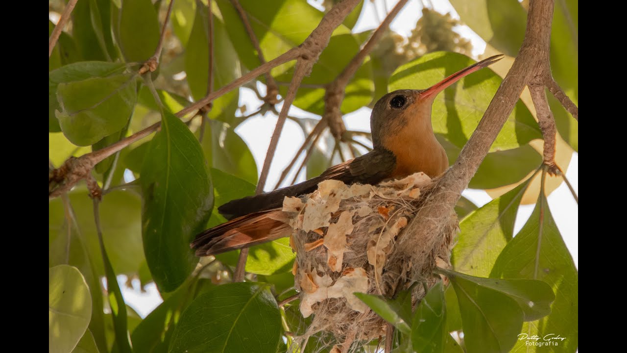 Construcción de nido Colibri Canelo - YouTube