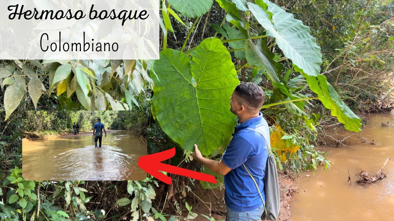 Visitando HERMOSO BOSQUE tropical seco colombiano | las plantas en su ...