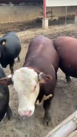 #music #edm #bass #remix #dubstep #horse #cow #beautifulsheep # ...