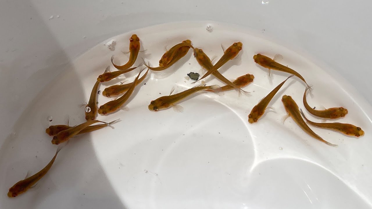 Let's capture and observe beautiful cambodai Baby Snakeheads. - YouTube