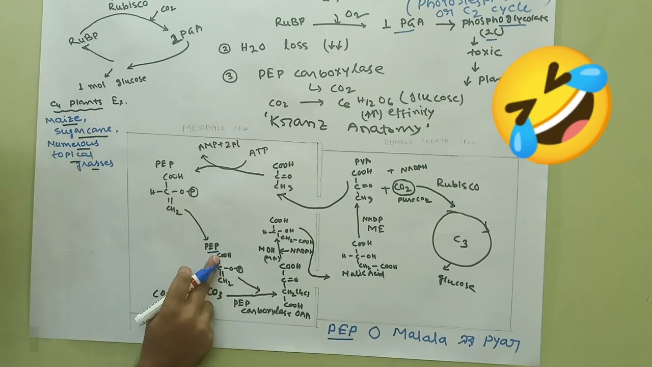 Mnemonic on C4 CYCLE/Mnemonic on Hatch and Slack pathway/ Tricks on C4 ...