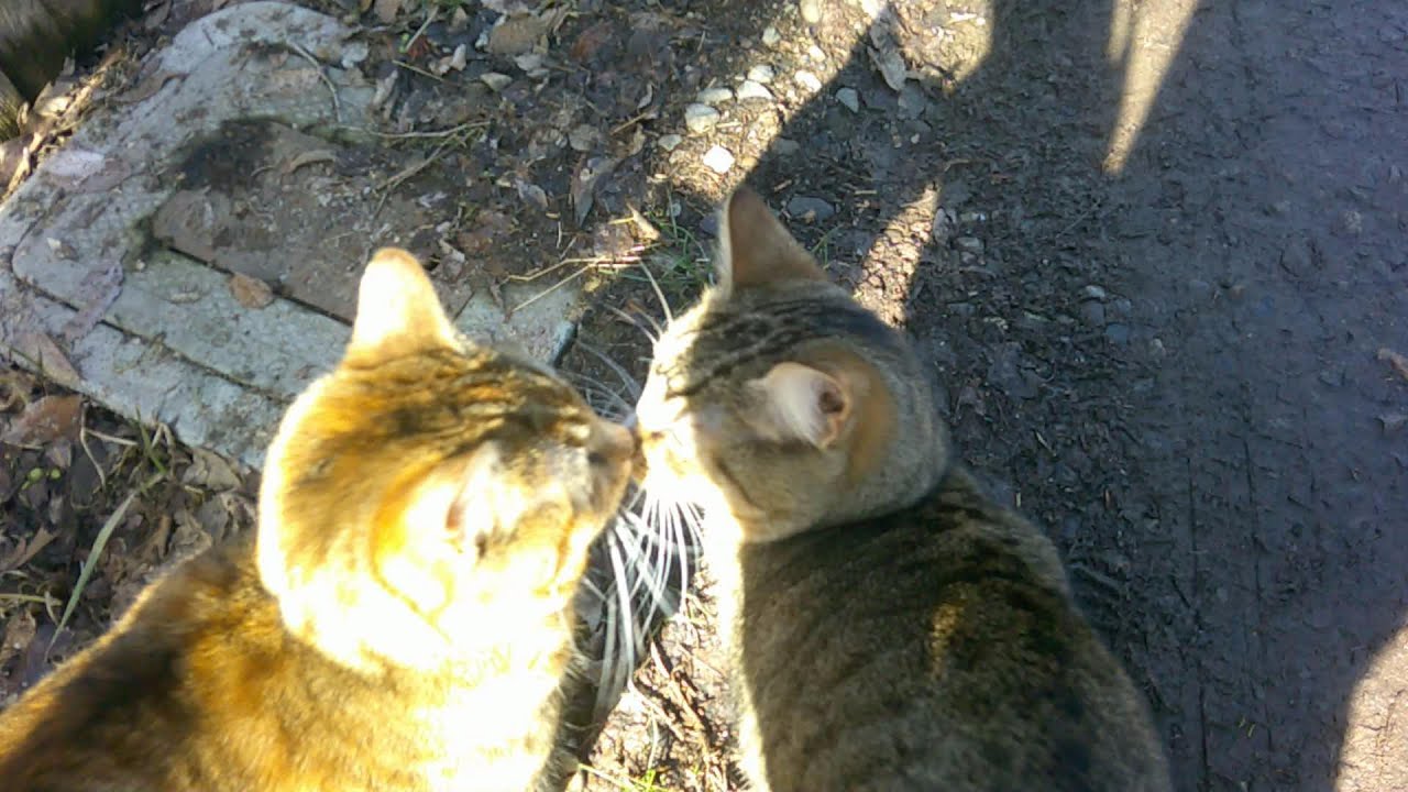 Kit's Crows 02-27-25 (special guests "Kitties!") - YouTube