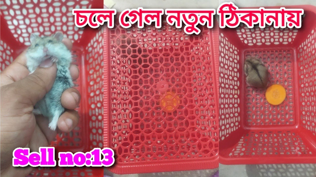 রাশিয়ান হ্যামস্টার টেম বাচ্চা চলে গেল নতুন ঠিকানায়| Hamster sell no ...