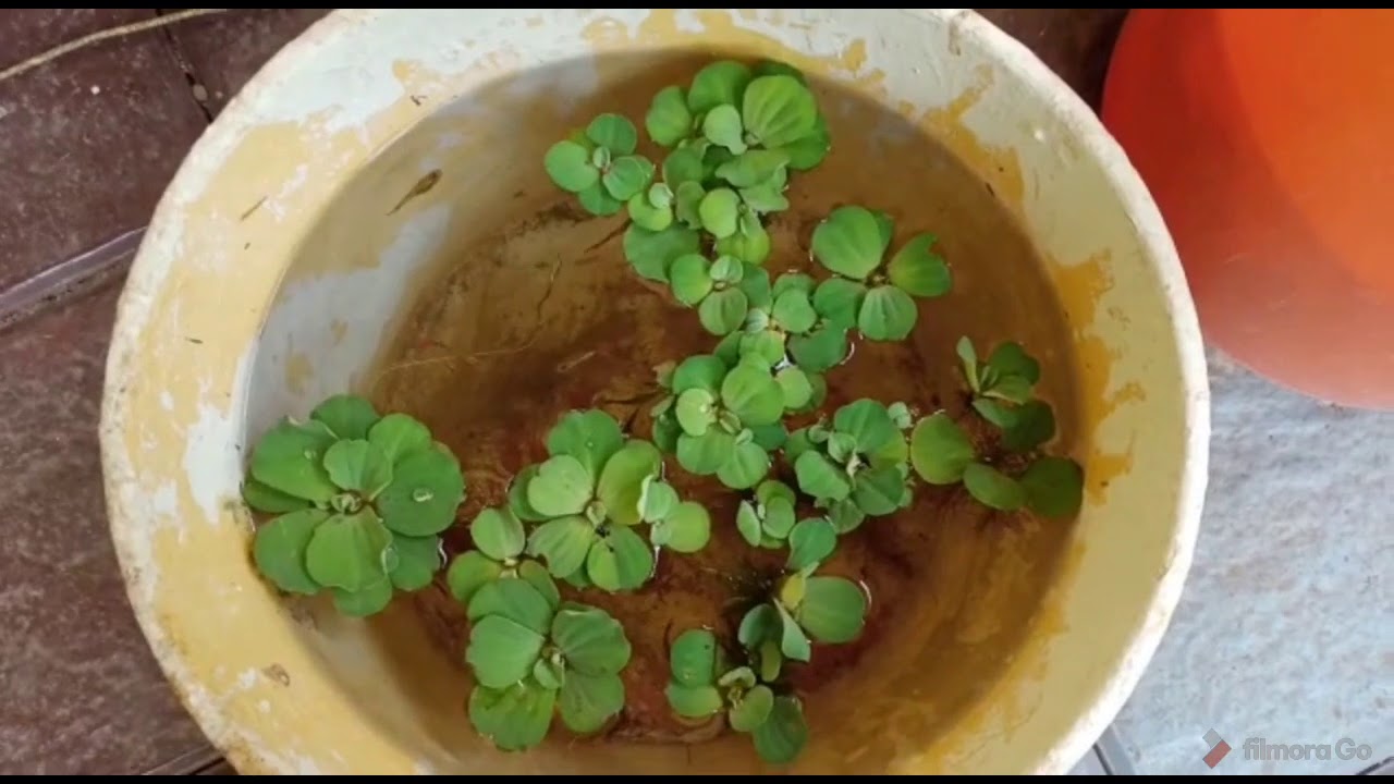 Water Cabbage : Full details in Malayalam. Does it reduce Ammonia in a ...