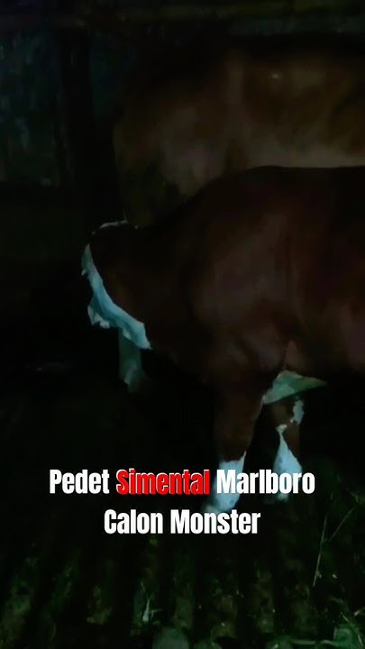 Pedet Jantan Super Simental Marlboro Calon Monster #vidioshort - YouTube
