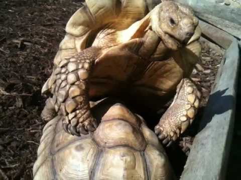 Tortoise sex sounds like humans - YouTube