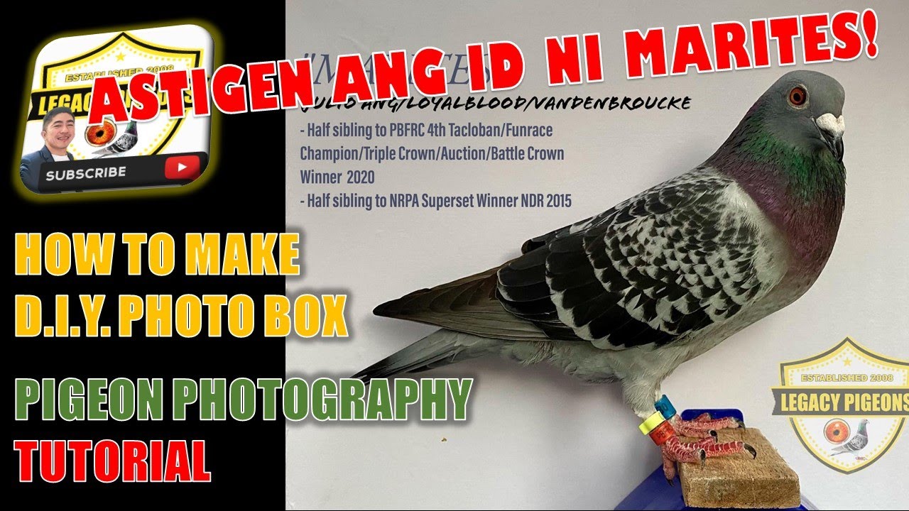 PIGEON PHOTOGRAPHY TUTORIAL: GANITO GUMAWA NG ASTIG NA PIGEON ID! - YouTube