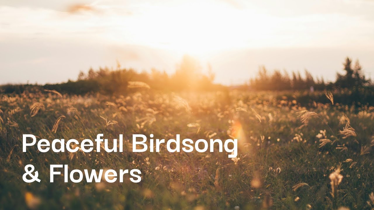 🌸 Spring Awakening: 2 Hours of Birds Singing in a Blooming Field for ...