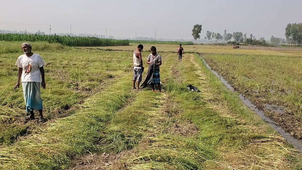 Bangladeshi Village Farmer Life \ Simple Village Life \ Village Soil ...
