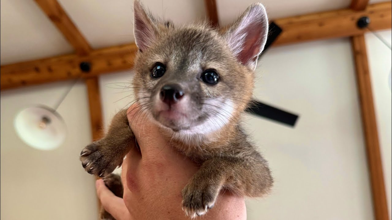 How to Rescue Baby Foxes - YouTube