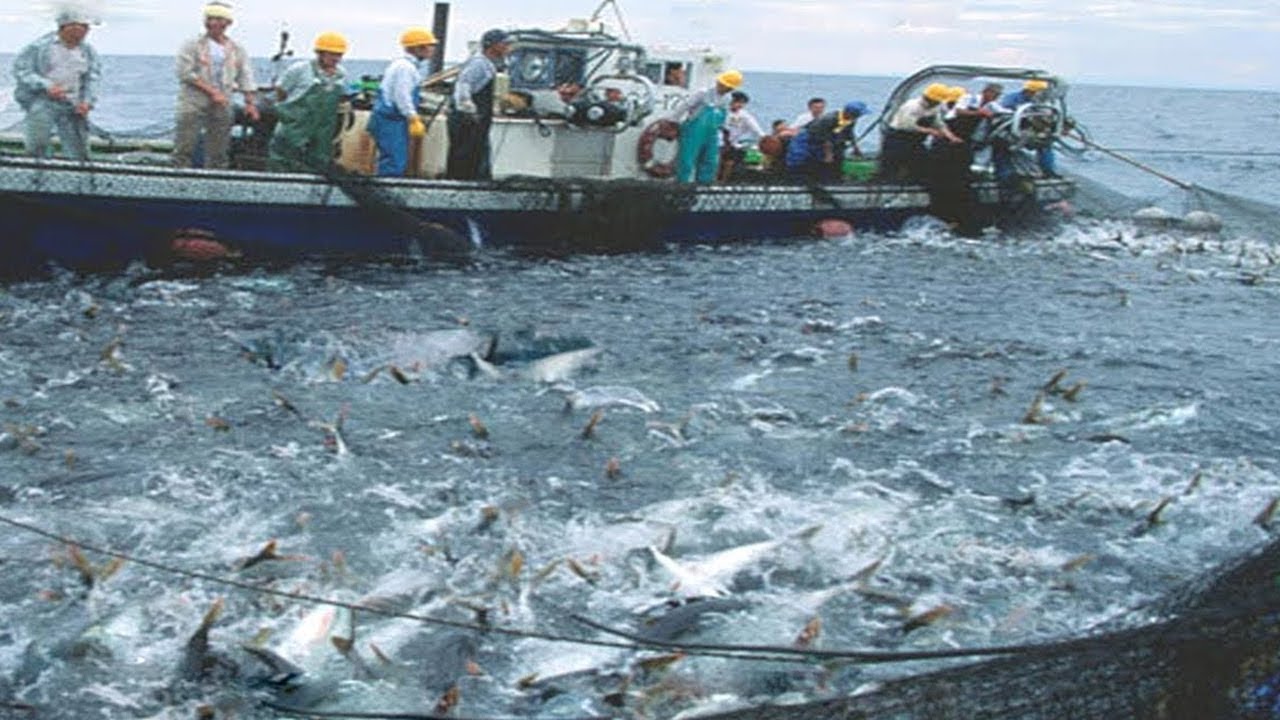Amazing commercial fishing on the sea, Net Fishing Tuna, Catch Hundreds ...