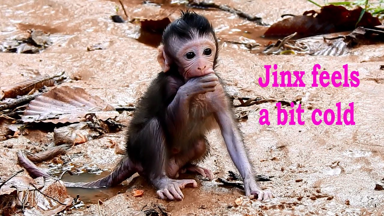 Is cutie chubby Jinx beautiful as baby Lizza? Little Jinx feels a bit ...