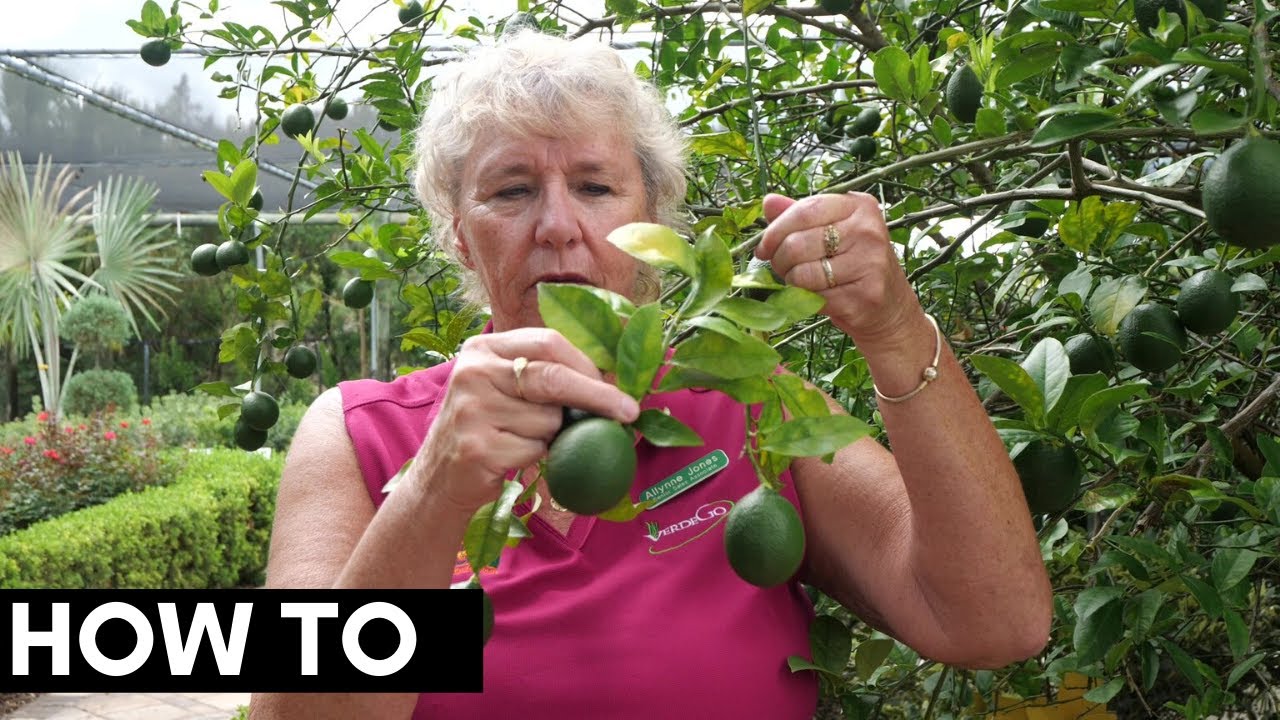 How To: Squiggly Lines on Fruit Tree Leaves - YouTube