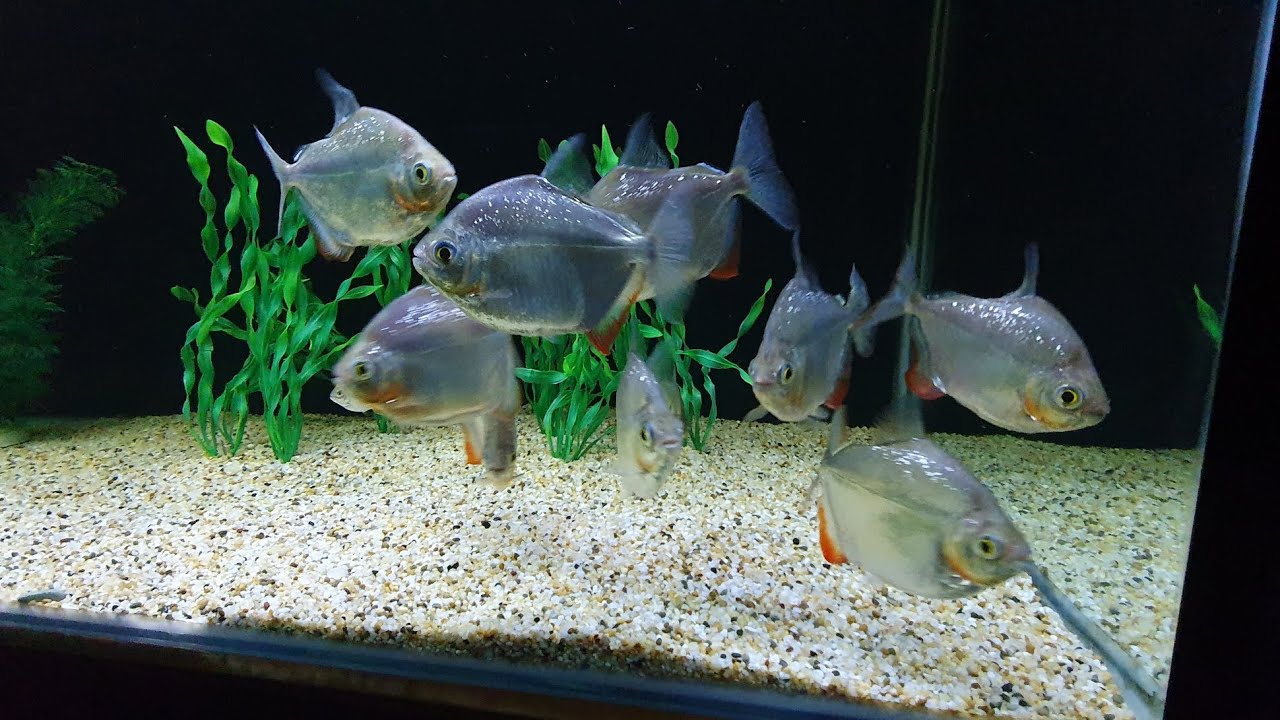 More new fish in the fish room - YouTube