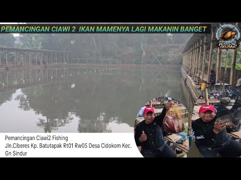 PEMANCINGAN CIAWI 2 ‼️‼️IKAN GURAMENYA NYOT NYOTIN BANGET 