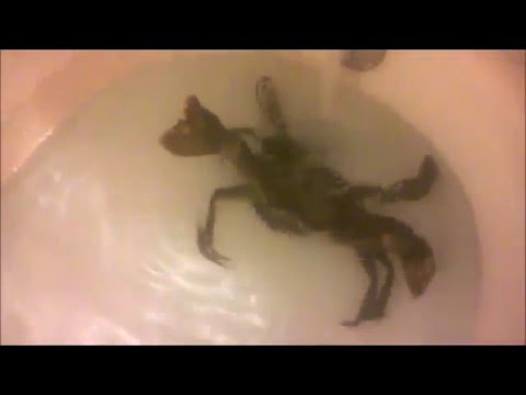 hawaii crabbing how i kill a mudcrab or samoan crab humanely - YouTube
