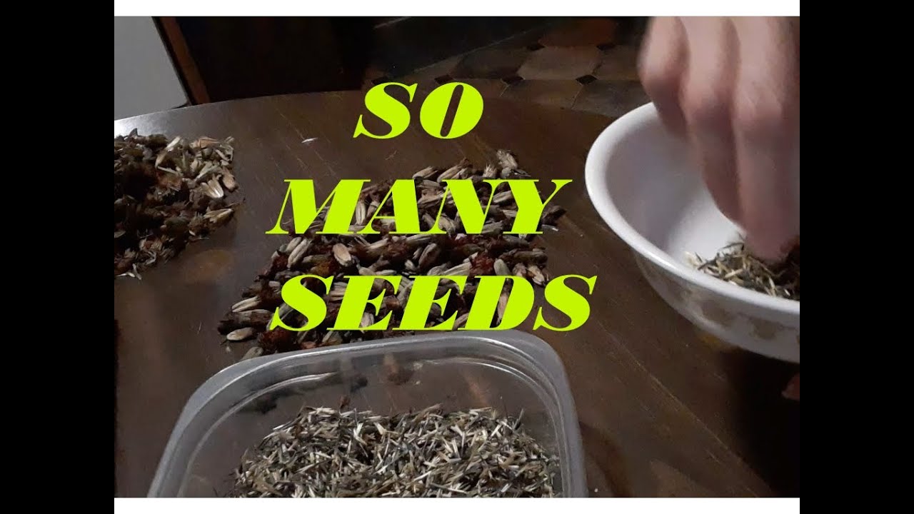 Never Buy Seeds Again, We Have Seeds, So Save Your Seeds. - YouTube