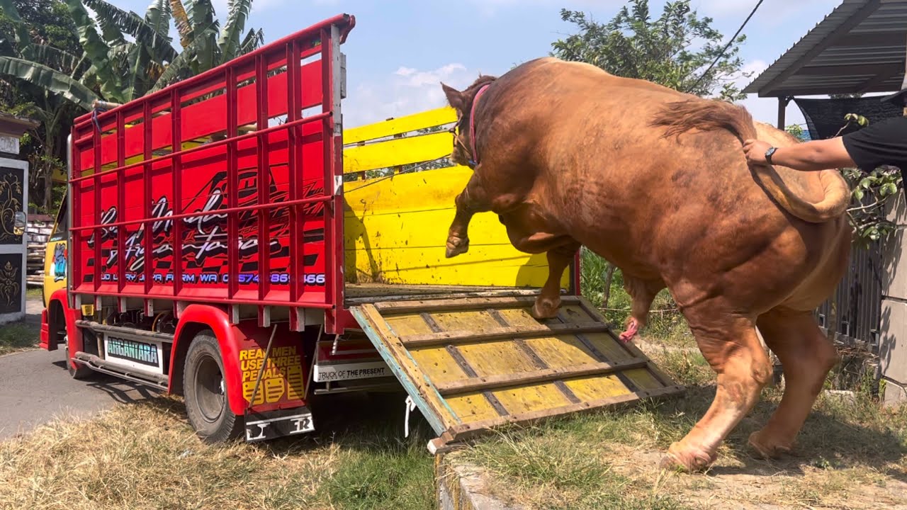 PROSES MUAT SAPI MONSTER NAIK TRUK OLENG BIMASAKTI‼️🔥🔥🔥 - YouTube