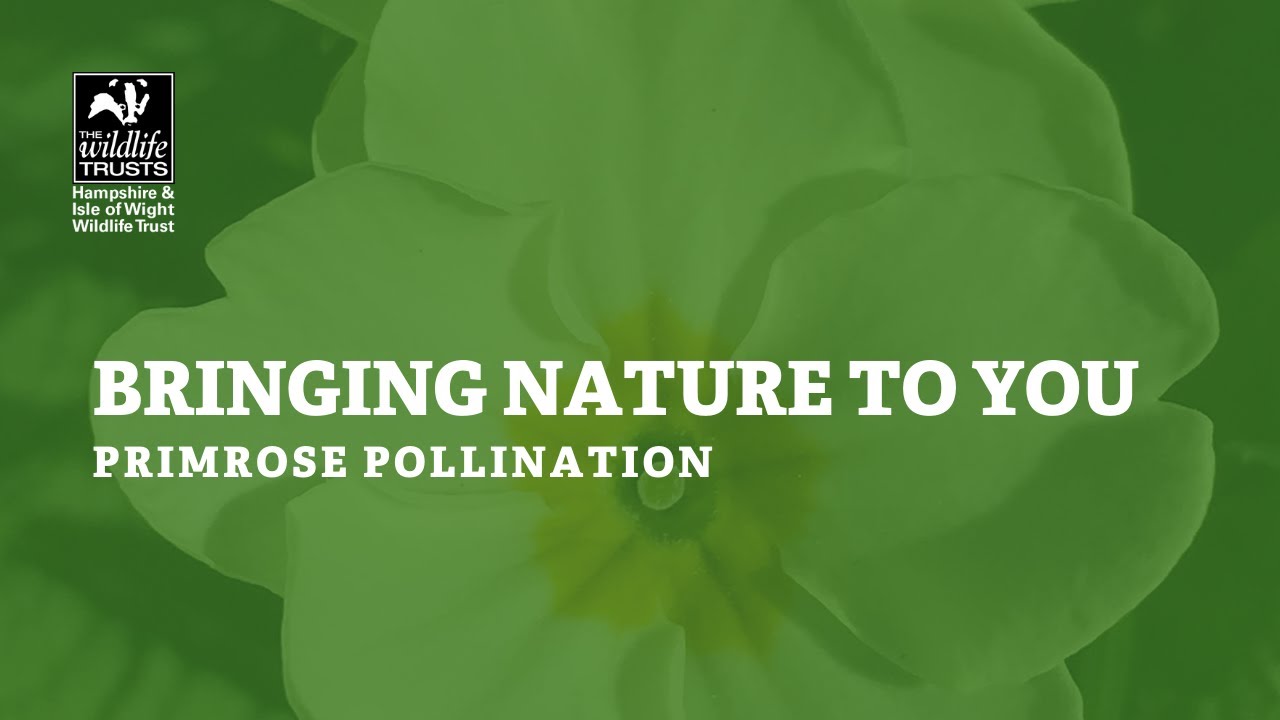 Bringing nature to you - Primrose pollination - YouTube