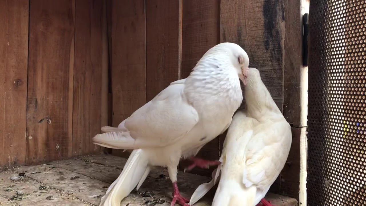 Beautifull pilanka pair - YouTube