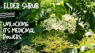 Elder Herb: The Surprising Health Benefits Revealed