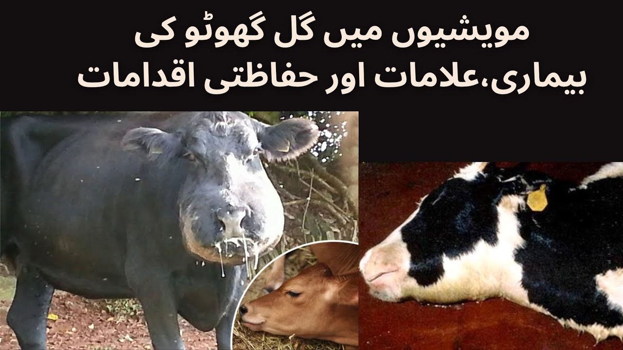 Hemorrhagic Septicemia Disease | Gal-Ghotu ka Marz | Hasher Brothers ...