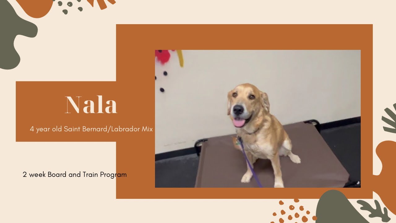 Best Dog Training in Chicago! 4 Year Old Saint Bernard/Labrador Mix ...