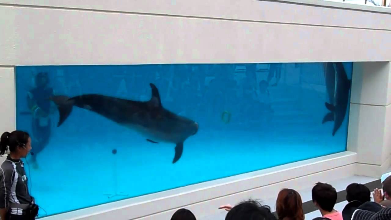 Dolphin Show @ the Okinawa Churaumi Aquarium - YouTube