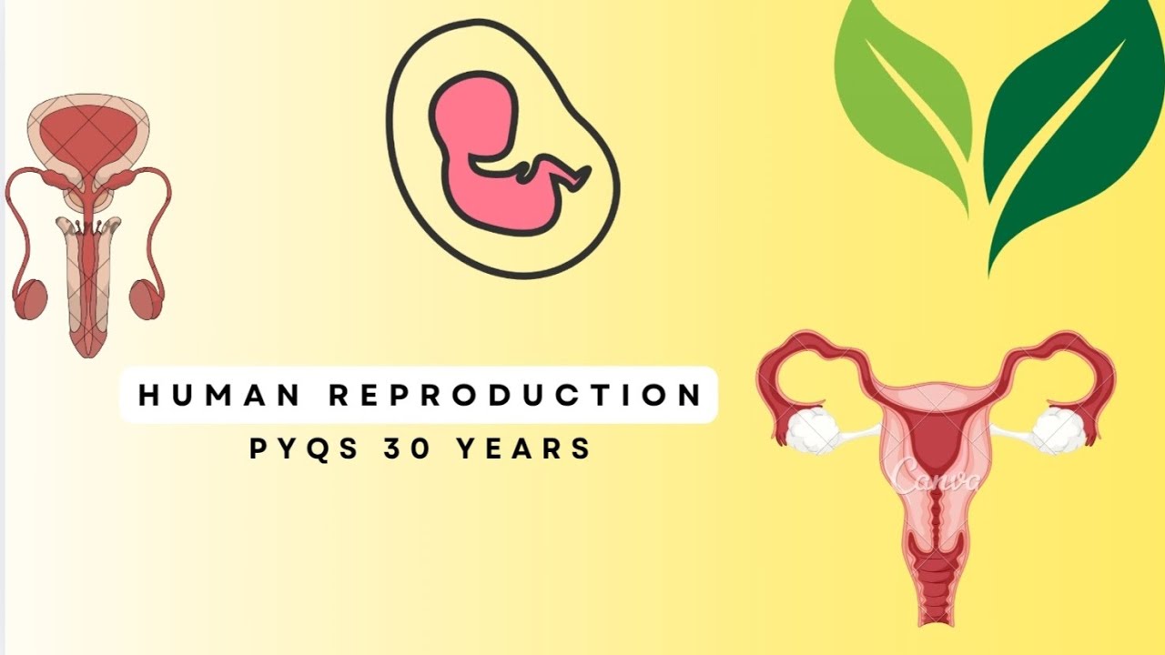 Human reproduction previous year questions |Biology neet pyqs - YouTube