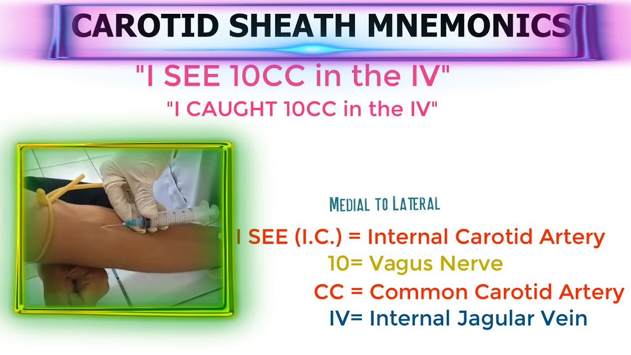 Carotid Sheath Mnemonic
