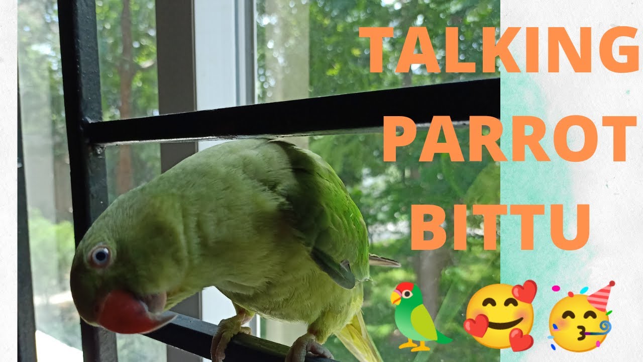 TALKING IRN PARROT #My Parrot Speaking Some Word # Bittu # I Love you ...