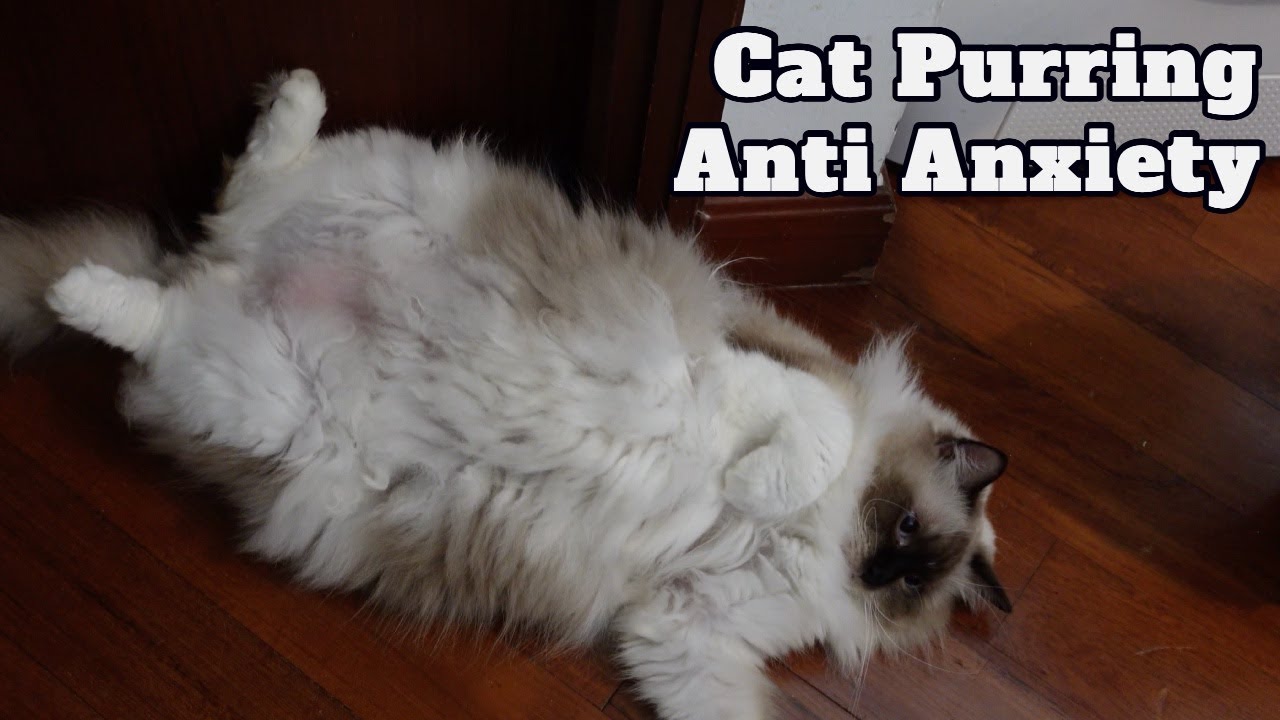 fat Cat purring Soothing Calming Music for Cats with piano Anti Anxiety ...