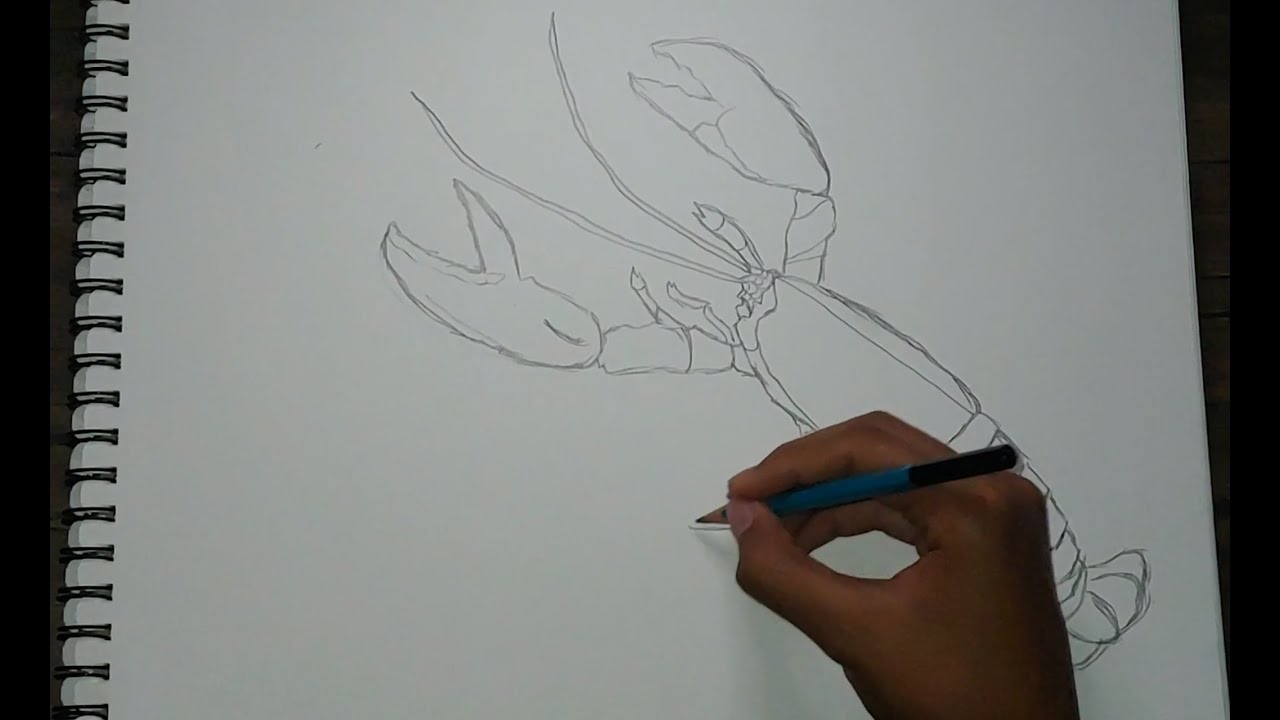 Como dibujar una langosta - How to draw a lobster - YouTube