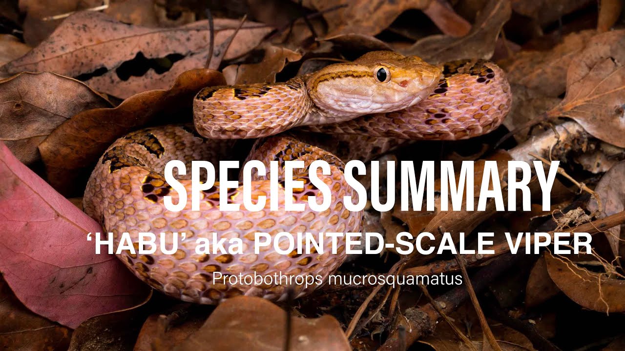 Species Summary Habu Pointed scale Pit Viper 4K - YouTube
