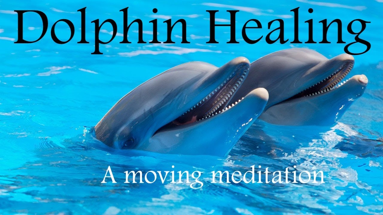 Moving Meditation and Dolphin Healing with Intuitive Medium ...