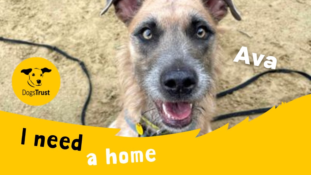 Ava the amazing Crossbreed | Dogs Trust Shoreham - YouTube