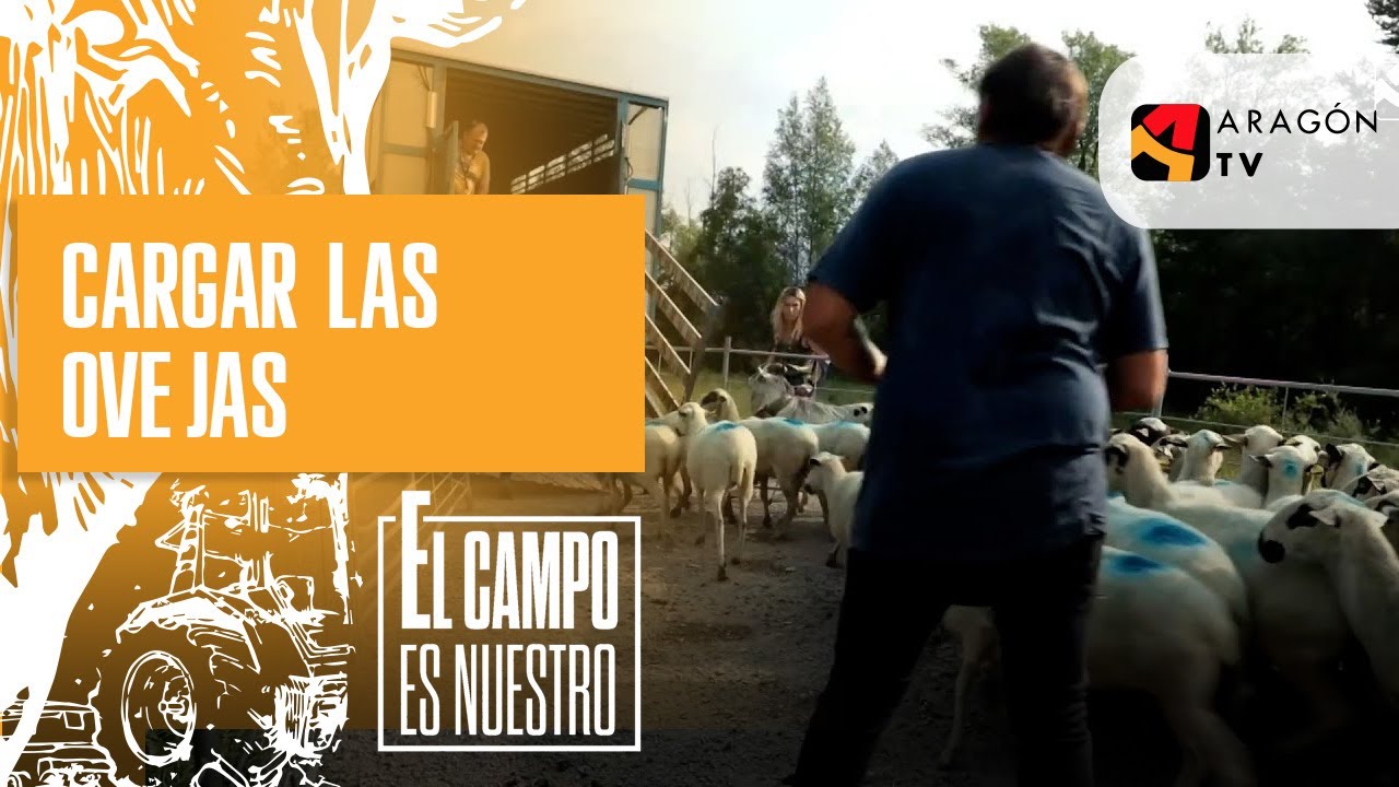 Cargar las ovejas en el camión - YouTube