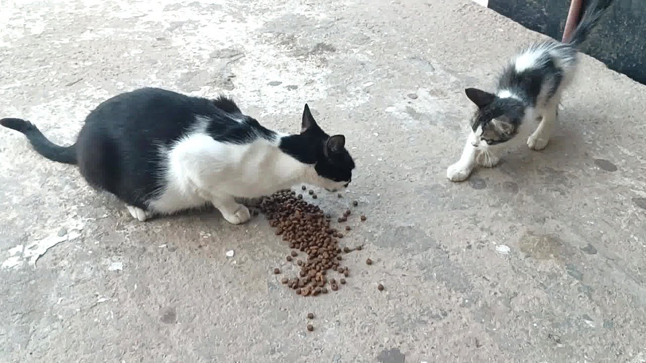 A pregnant cat refuses to share food with the kitten - YouTube